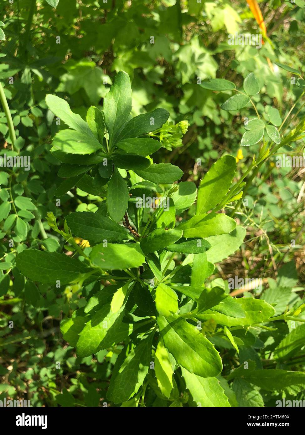American barberry berberis canadensis hi-res stock photography and ...