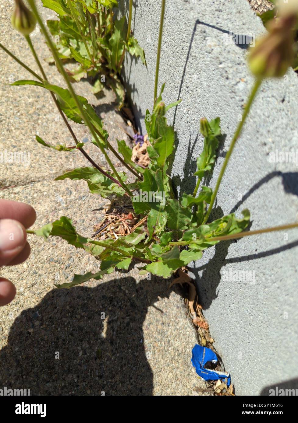 False Hawkbit (Urospermum picroides Stock Photo - Alamy