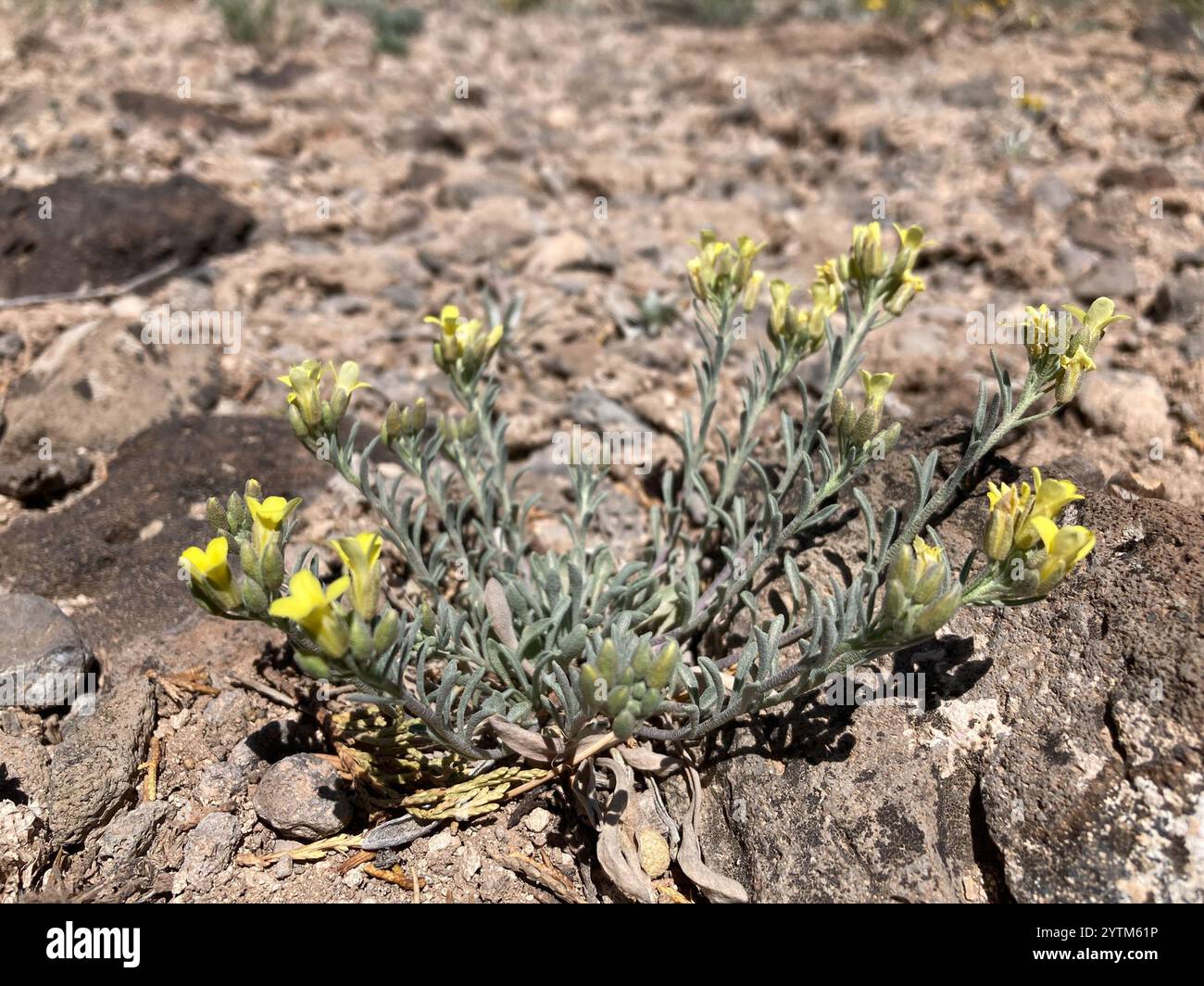 Mountain Bladderpod (Physaria montana Stock Photo - Alamy