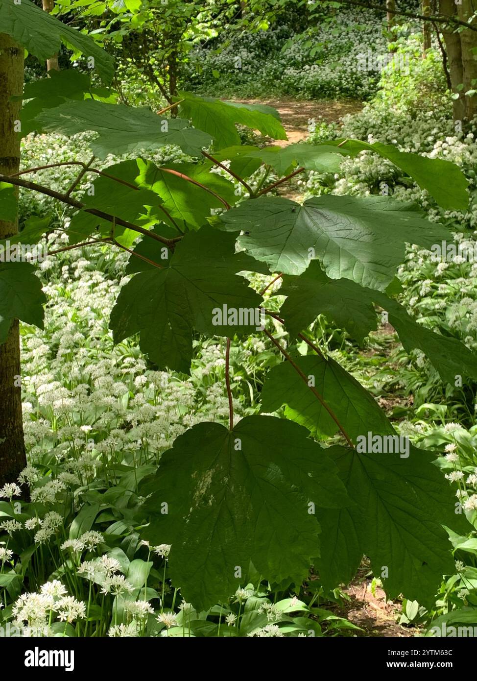 sycamore maple (Acer pseudoplatanus Stock Photo - Alamy