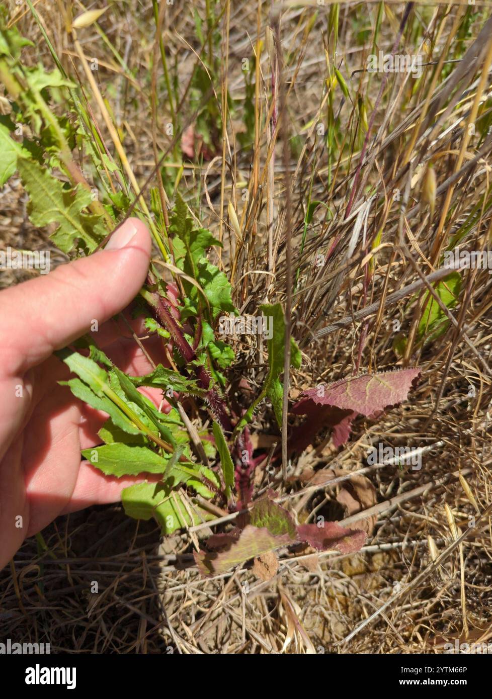 False Hawkbit (Urospermum picroides Stock Photo - Alamy