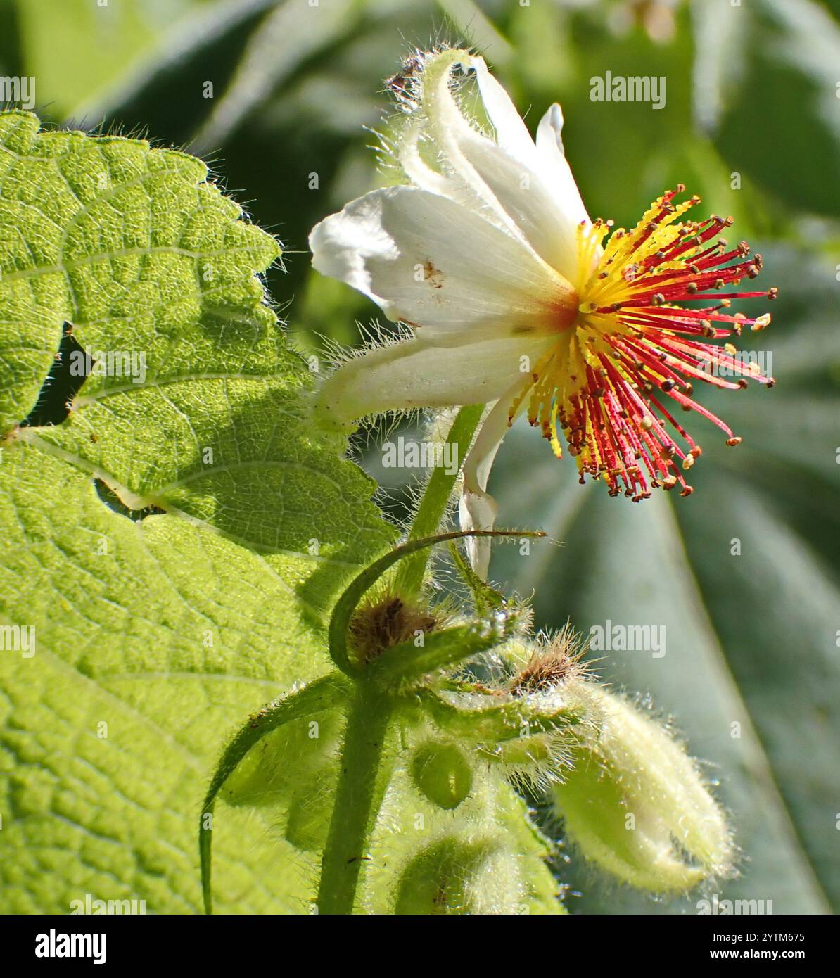 African hemp (Sparrmannia africana Stock Photo - Alamy