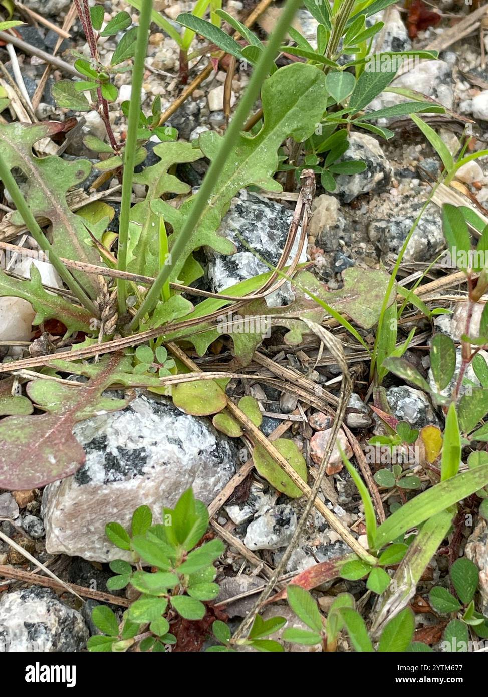 Smooth Cat's Ear (Hypochaeris glabra Stock Photo - Alamy