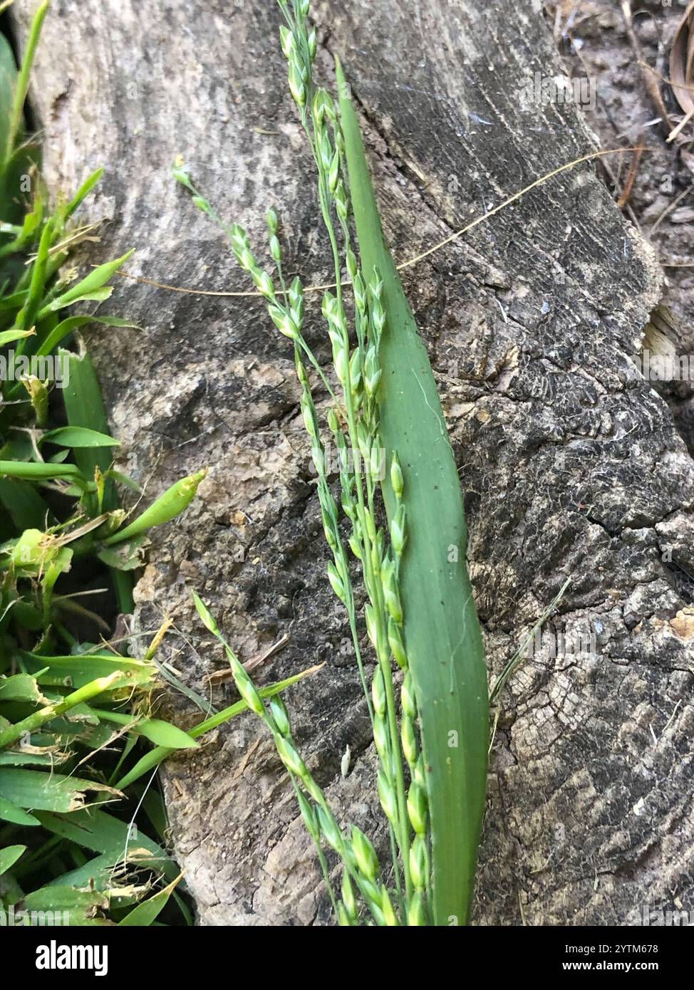panic veldtgrass (Ehrharta erecta Stock Photo - Alamy