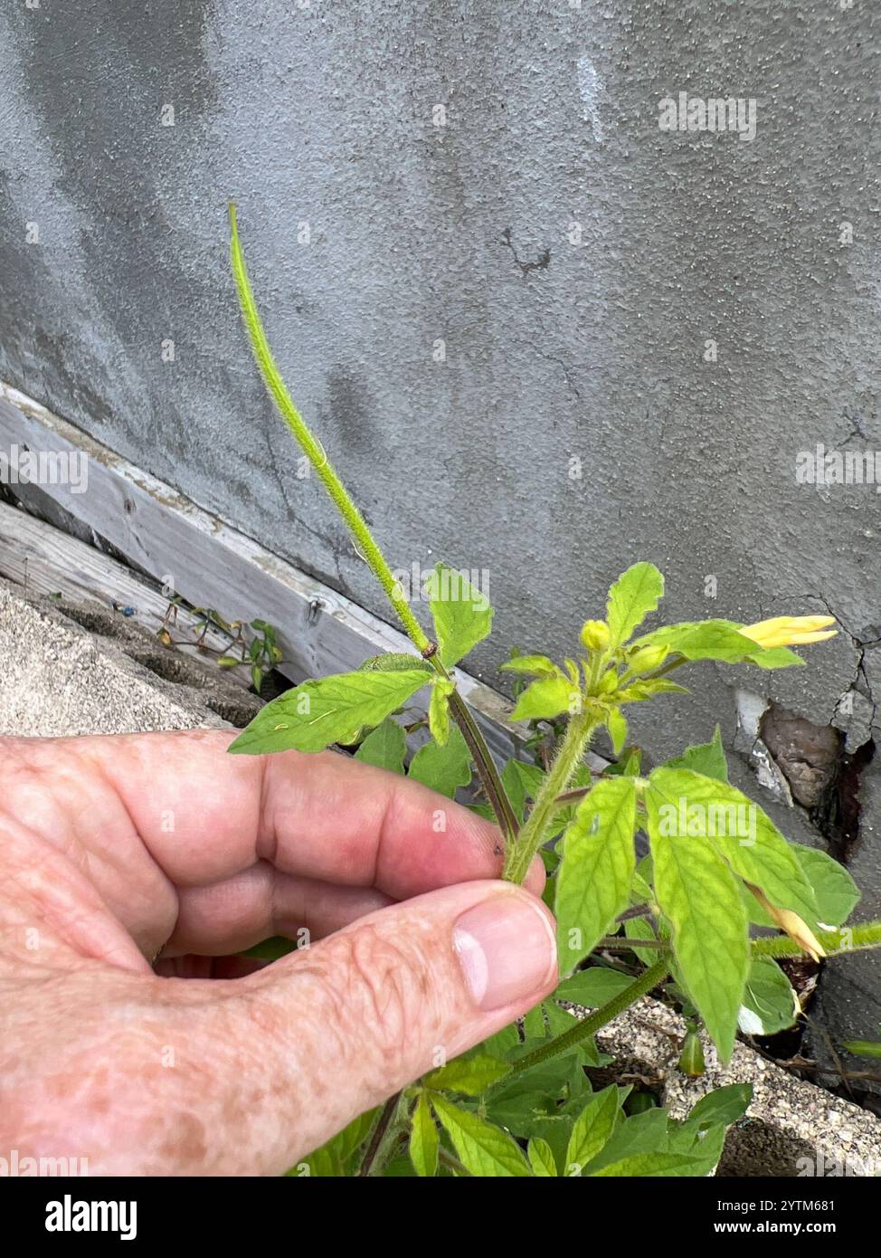 Asian spiderflower (Cleome viscosa Stock Photo - Alamy