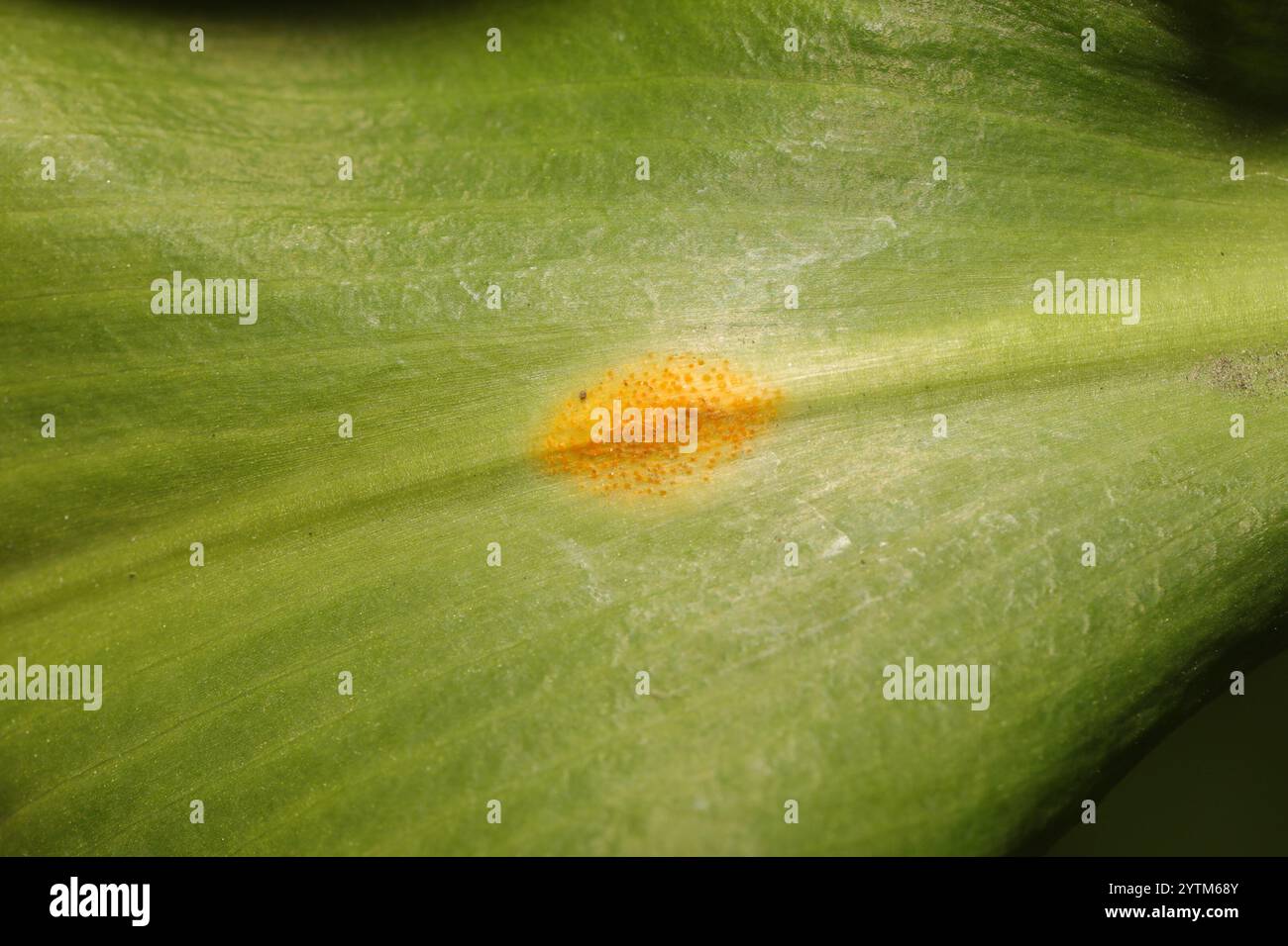 rust fungi (Pucciniales Stock Photo - Alamy