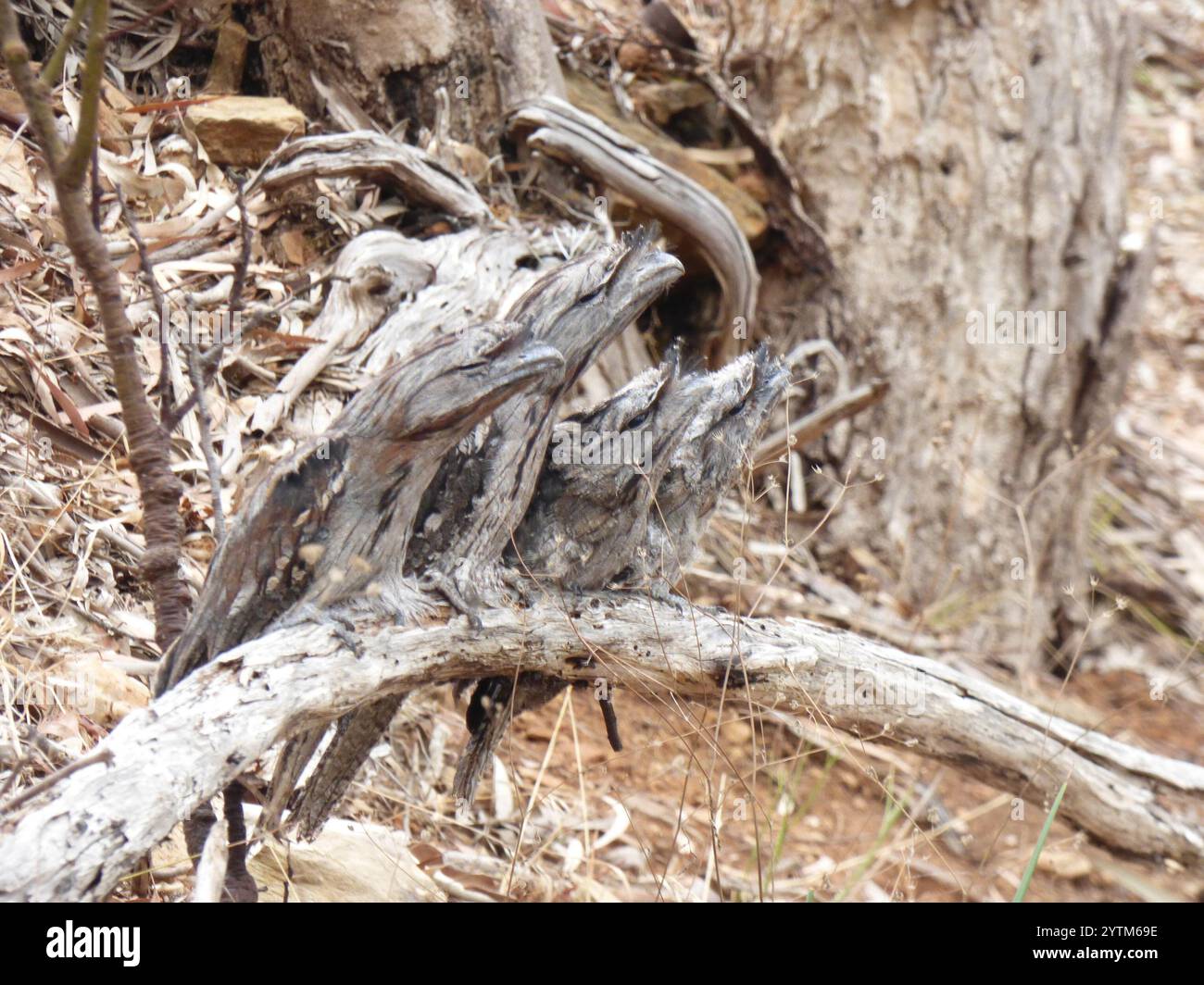Tawny Frogmouth (Podargus strigoides Stock Photo - Alamy