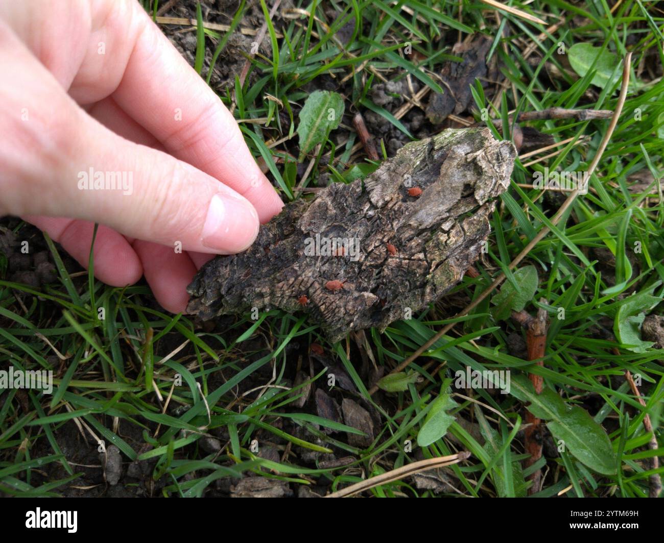 Sumo mites hi-res stock photography and images - Alamy