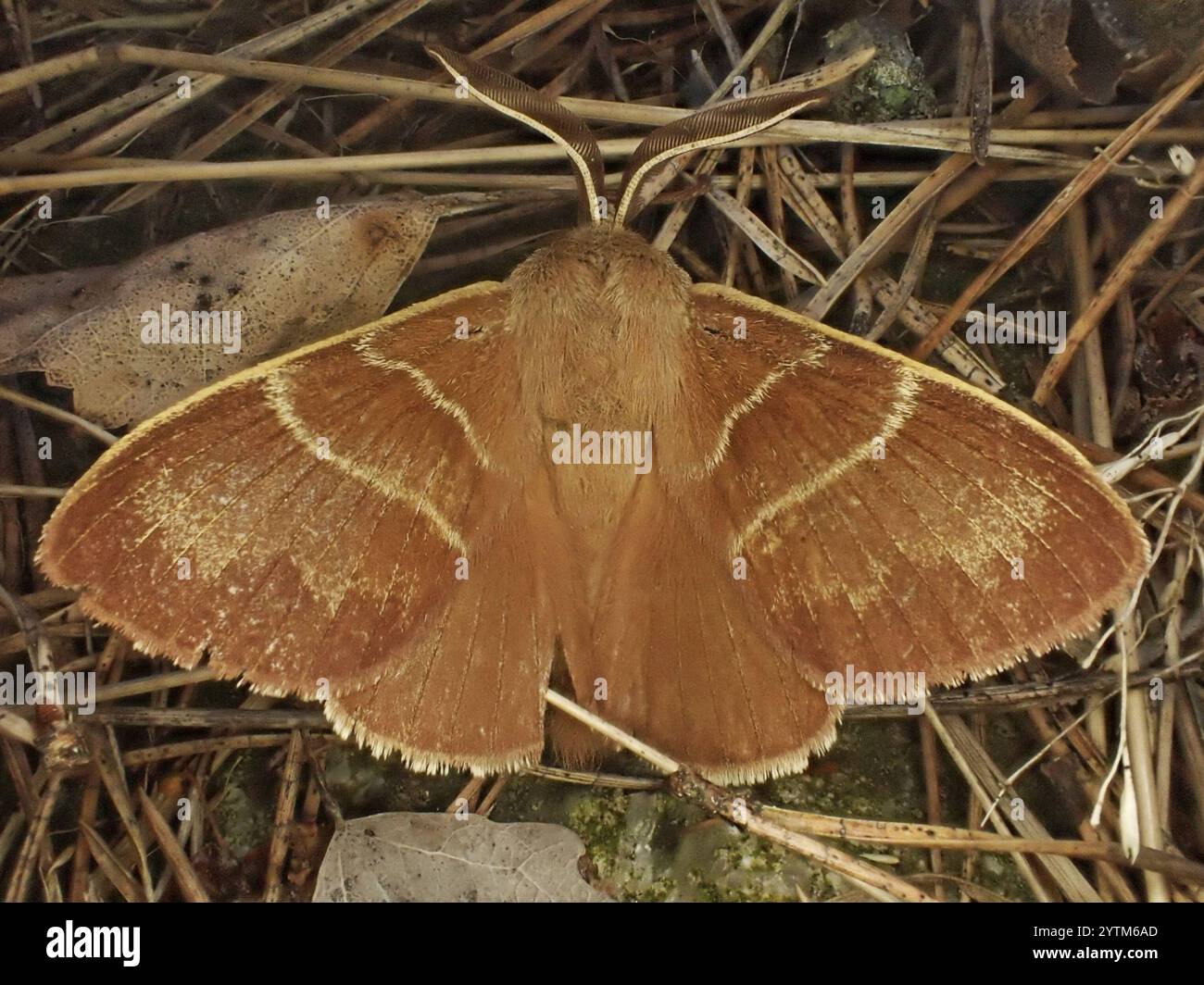 Fox Moth (Macrothylacia rubi Stock Photo - Alamy