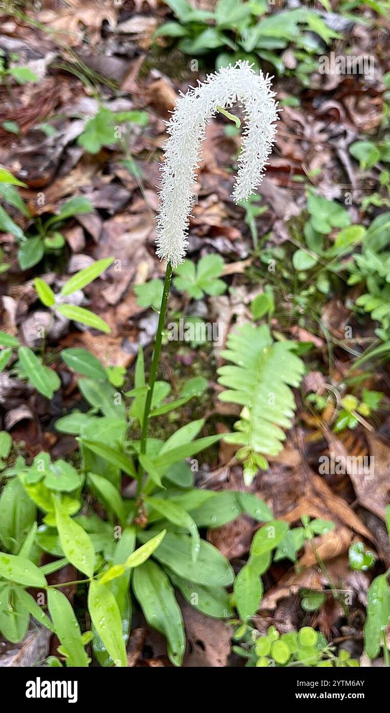 devil's bit (Chamaelirium luteum Stock Photo - Alamy