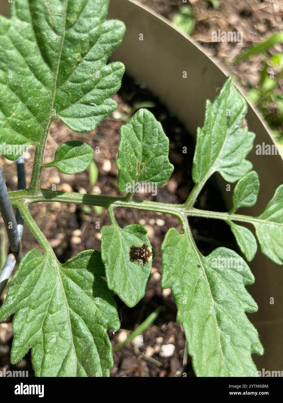 Helocassis clavata hi-res stock photography and images - Alamy