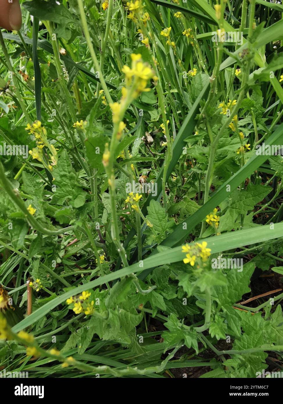 Hedge mustard (Sisymbrium officinale Stock Photo - Alamy