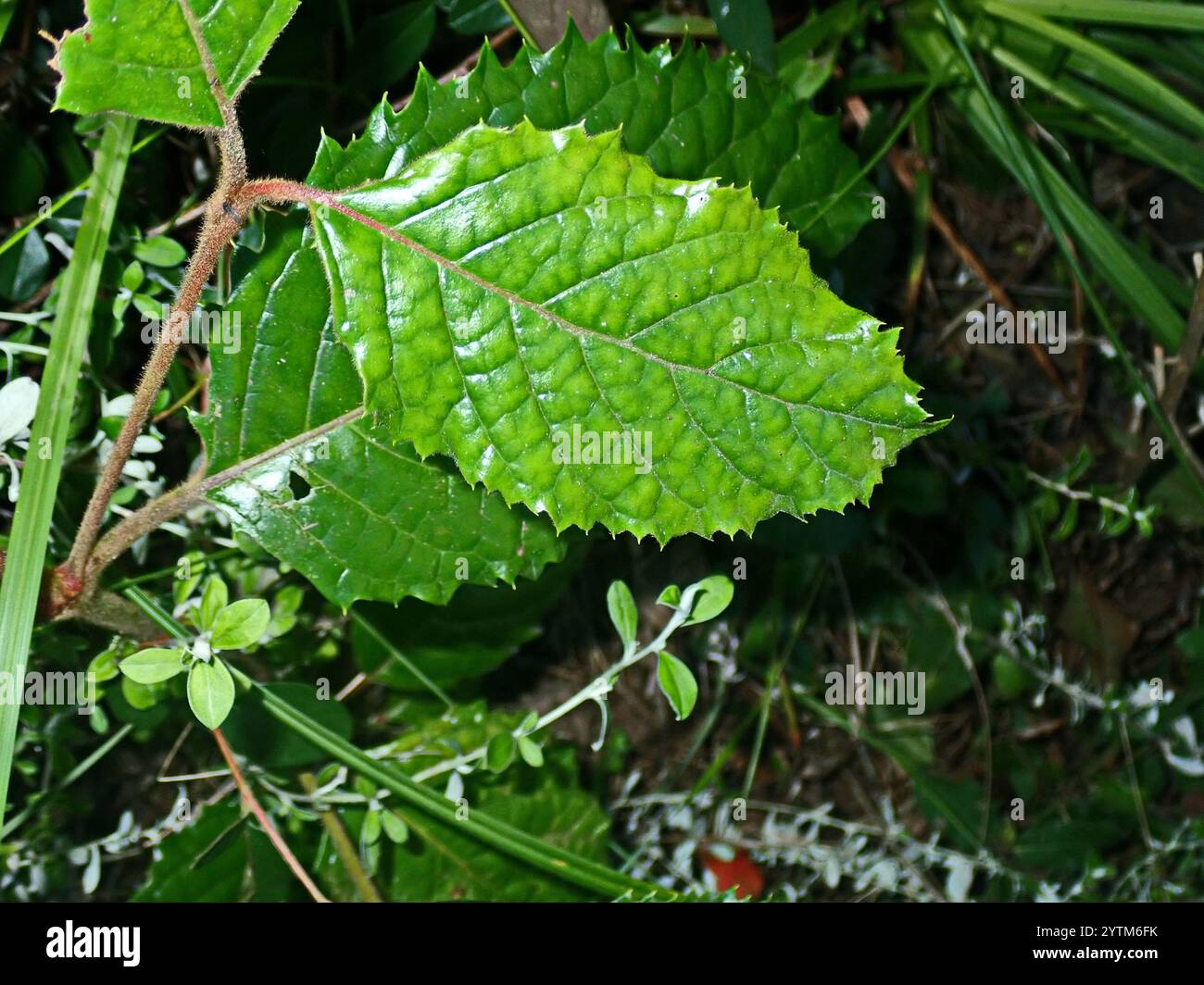 Assegai tree hi-res stock photography and images - Alamy