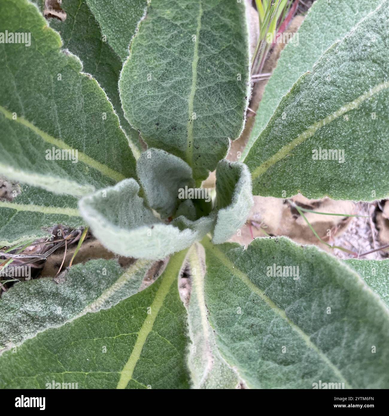 great mullein (Verbascum thapsus Stock Photo - Alamy