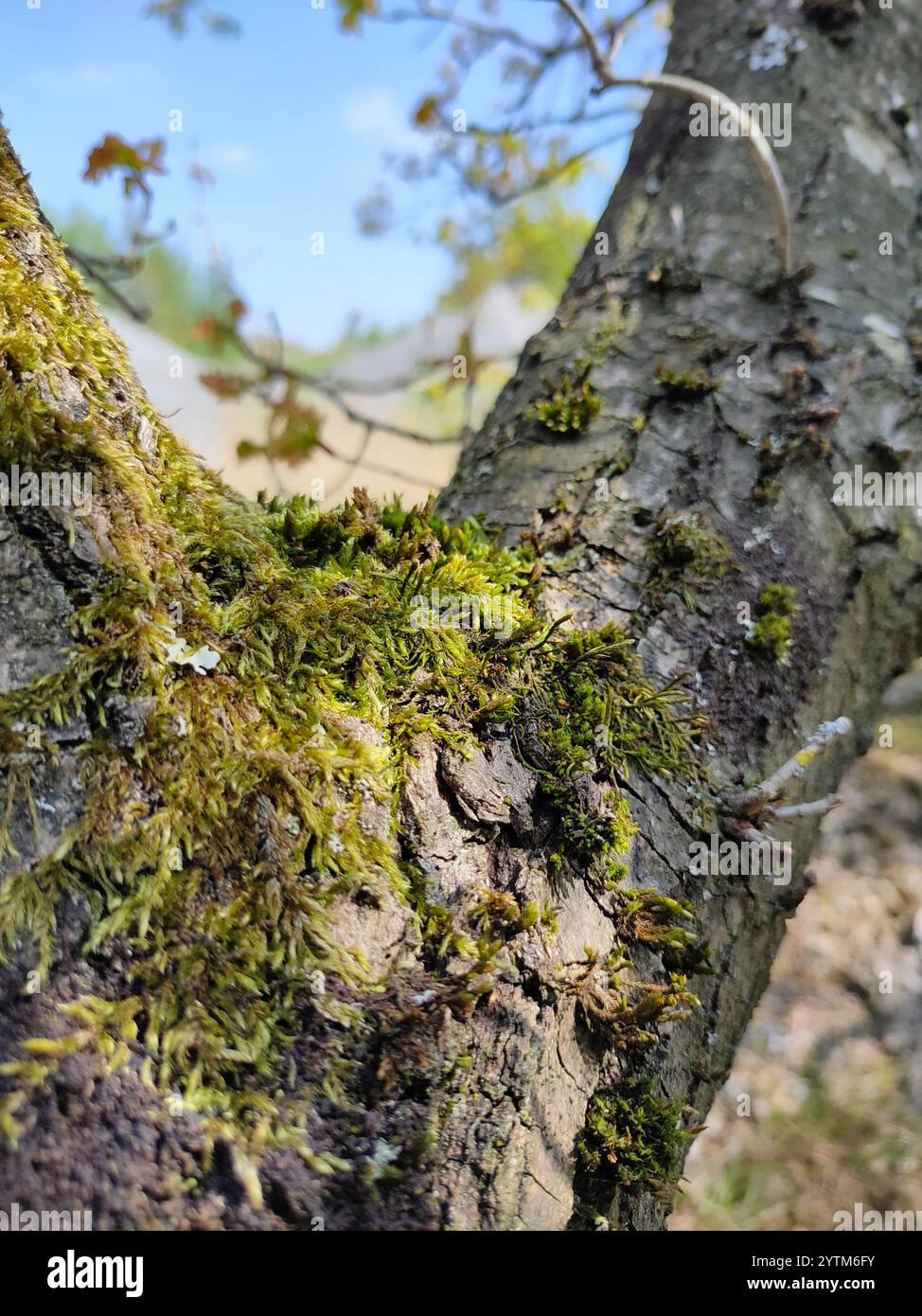 Lateral Cryphaea (Cryphaea heteromalla Stock Photo - Alamy