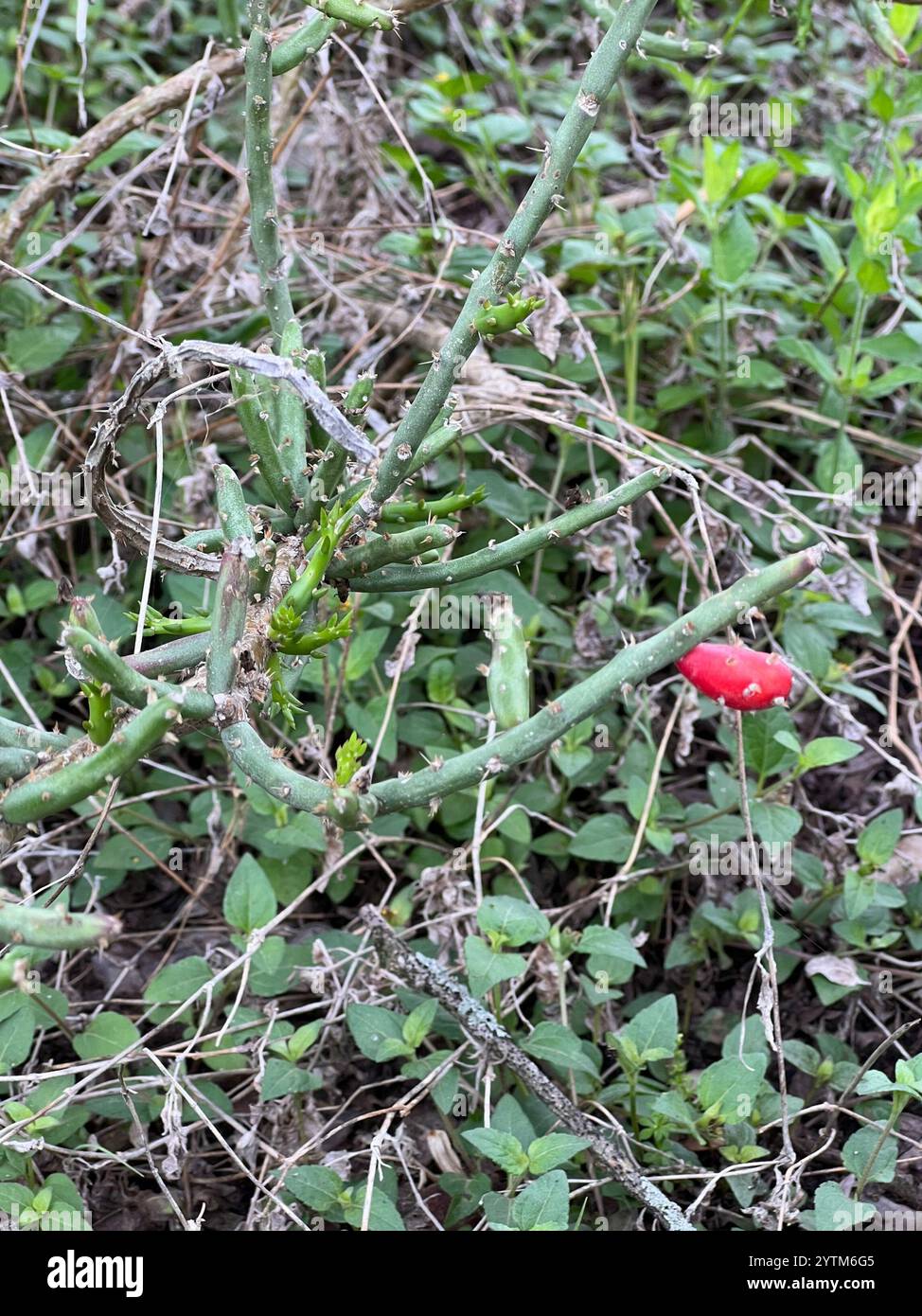 Christmas cholla (Cylindropuntia leptocaulis Stock Photo - Alamy
