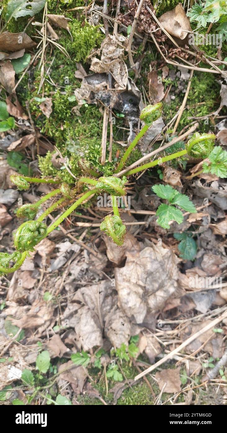 wood ferns (Dryopteris Stock Photo - Alamy