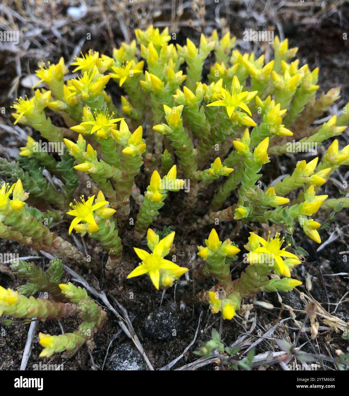Biting Stonecrop (Sedum acre Stock Photo - Alamy