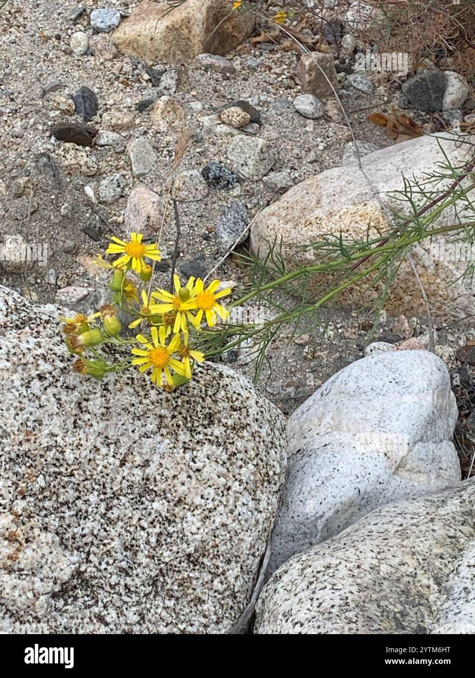 threadleaf groundsel (Senecio flaccidus Stock Photo - Alamy