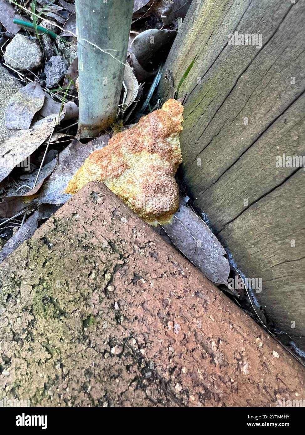 Dog Vomit Slime Mold (Fuligo septica Stock Photo - Alamy