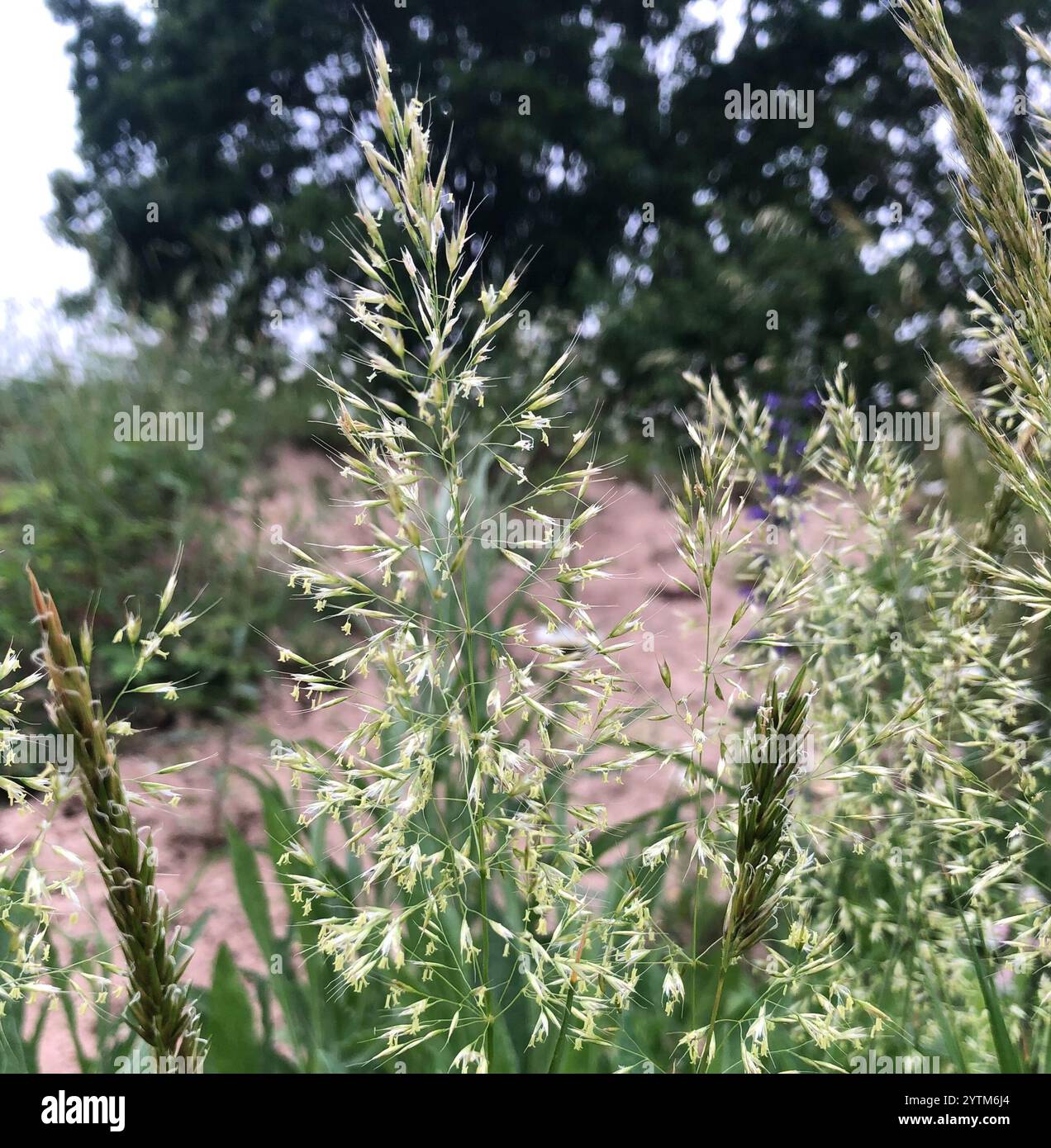 Yellow Oat-grass (Trisetum flavescens Stock Photo - Alamy
