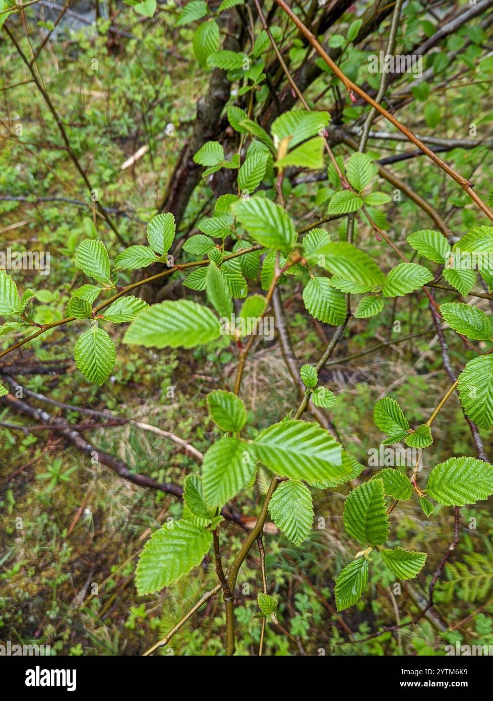 Red Alder (Alnus rubra Stock Photo - Alamy