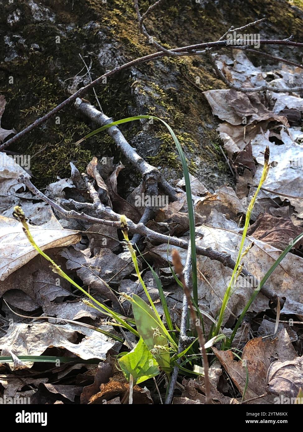 long-stalked sedge (Carex pedunculata Stock Photo - Alamy