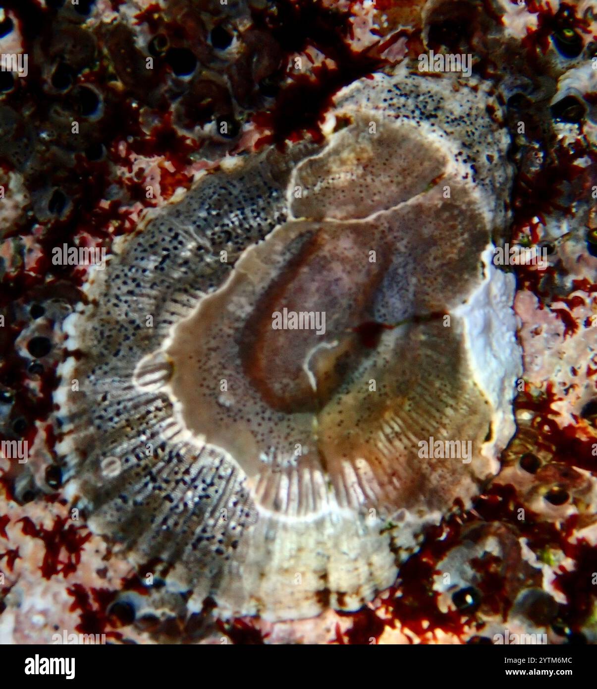 True Limpets (Patellogastropoda Stock Photo - Alamy