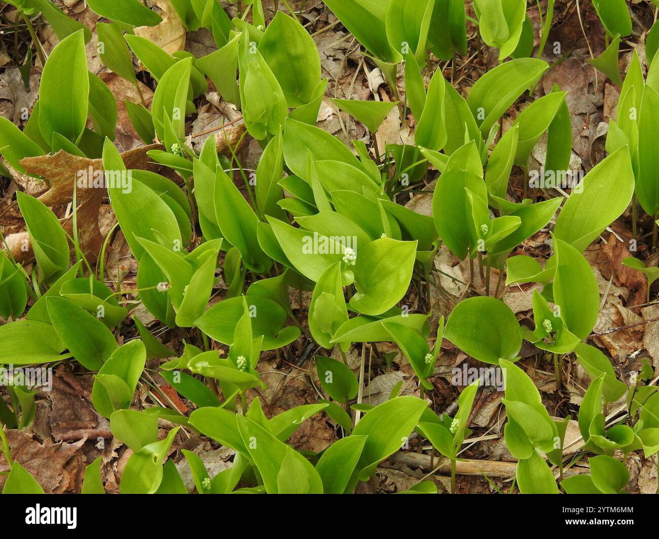Canada mayflower (Maianthemum canadense Stock Photo - Alamy