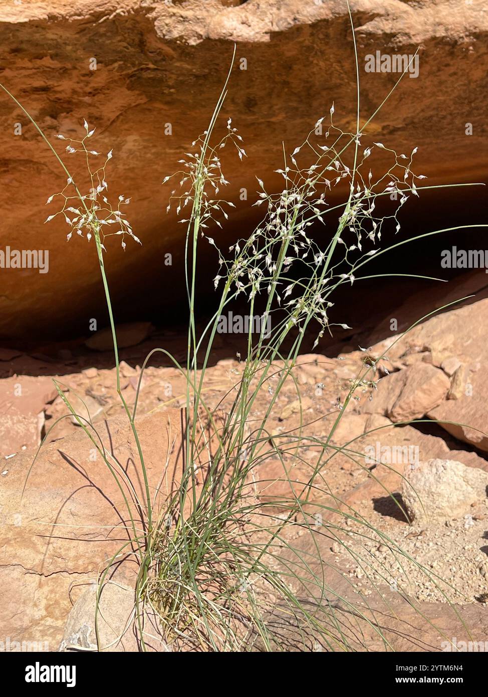 Sand Ricegrass (Eriocoma hymenoides Stock Photo - Alamy