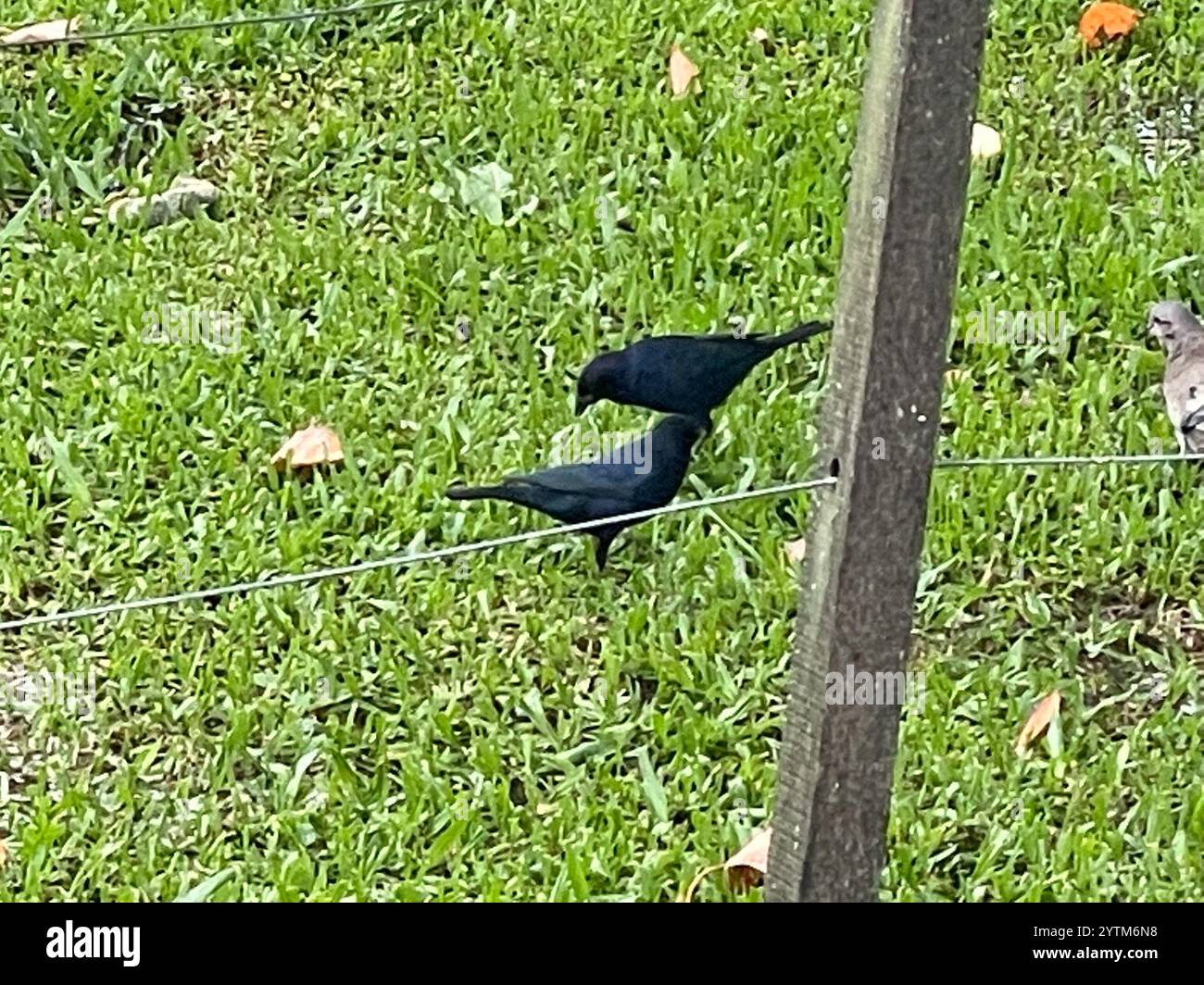 Shiny Cowbird (Molothrus bonariensis Stock Photo - Alamy Shiny Cowbird (Molothrus bonariensis Stock Photo - Alamy