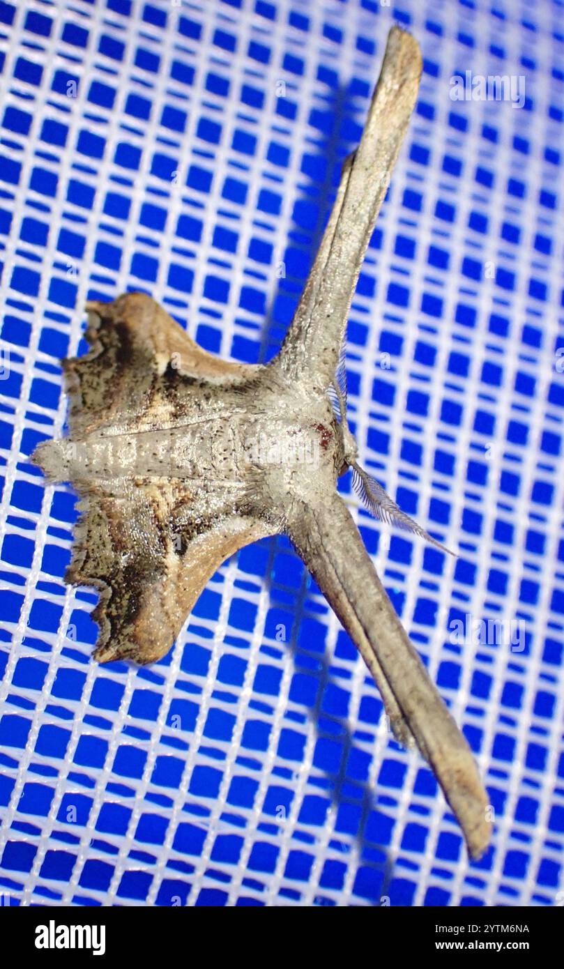 Epiplema hi-res stock photography and images - Alamy