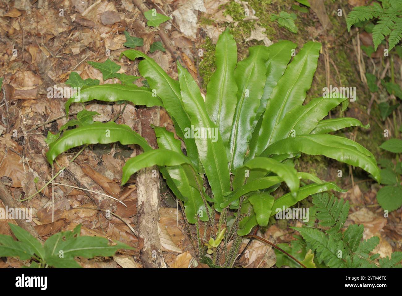 Hart's-tongue fern (Asplenium scolopendrium Stock Photo - Alamy
