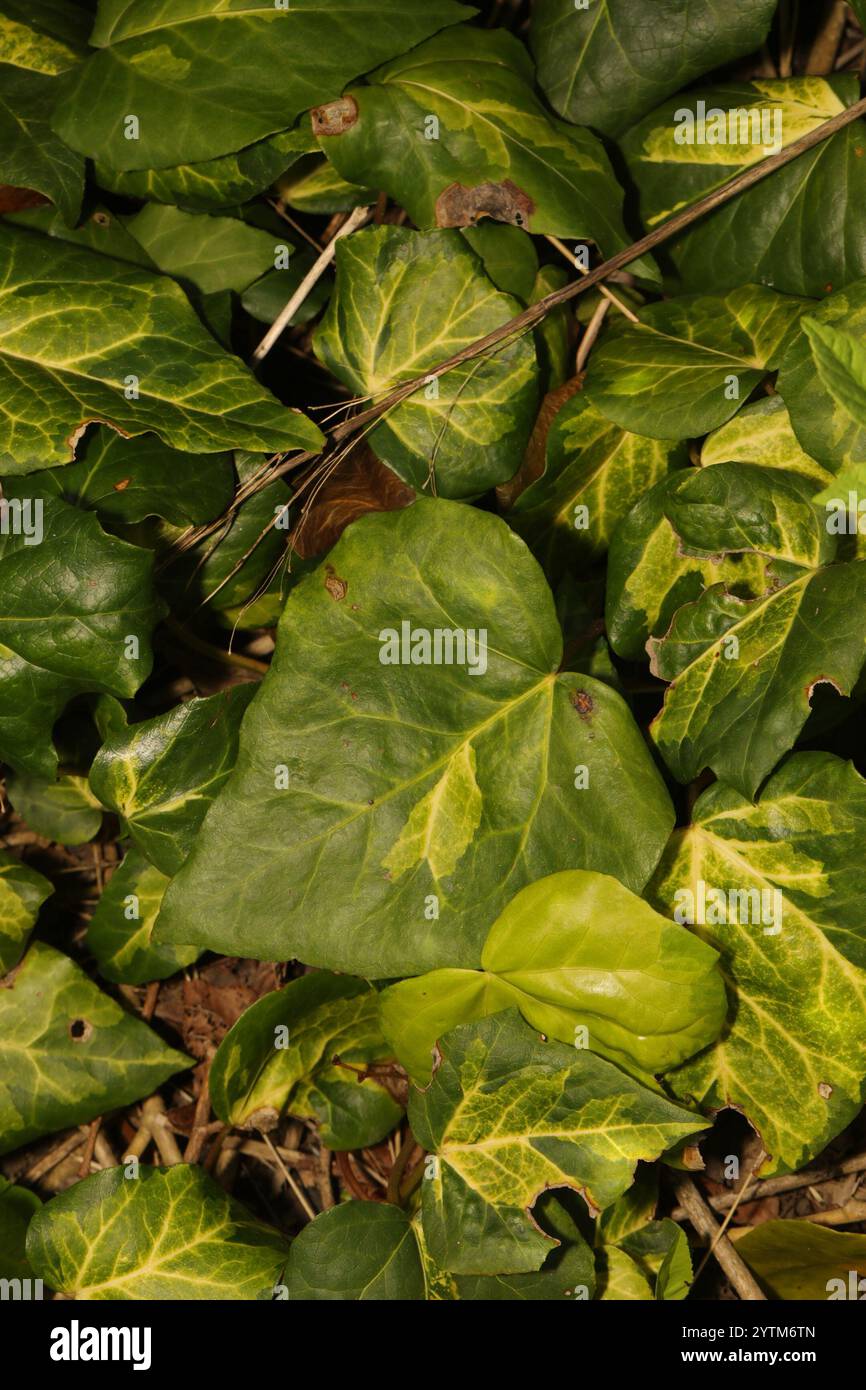 Persian Ivy (Hedera colchica Stock Photo - Alamy