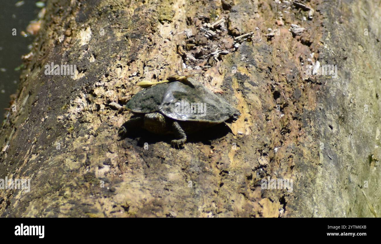 Northern Map Turtle (Graptemys geographica Stock Photo - Alamy