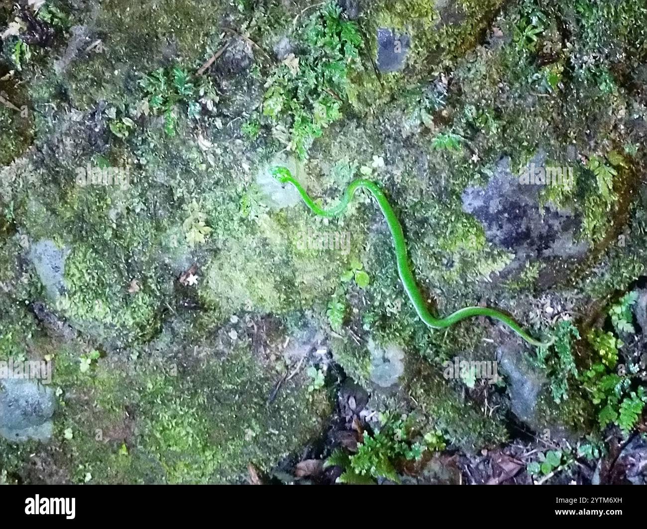 Stejnegeri viper hi-res stock photography and images - Alamy