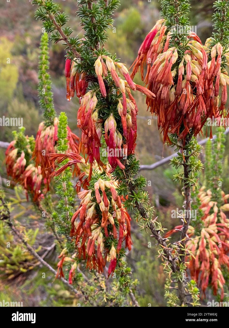 Red Heath (Erica coccinea Stock Photo - Alamy