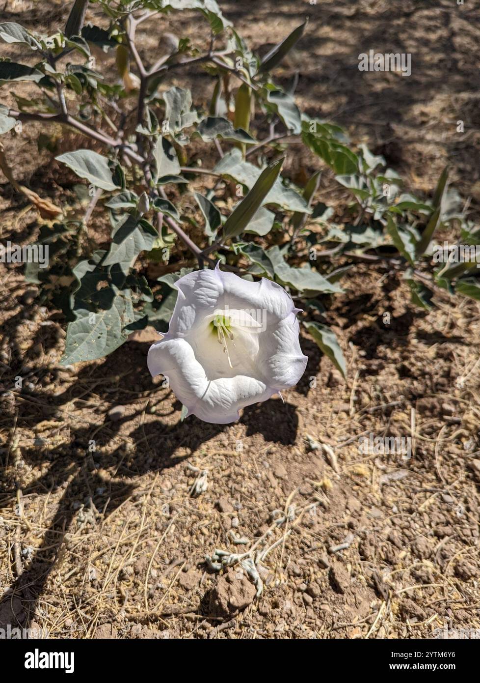 Sacred Datura (Datura wrightii Stock Photo - Alamy