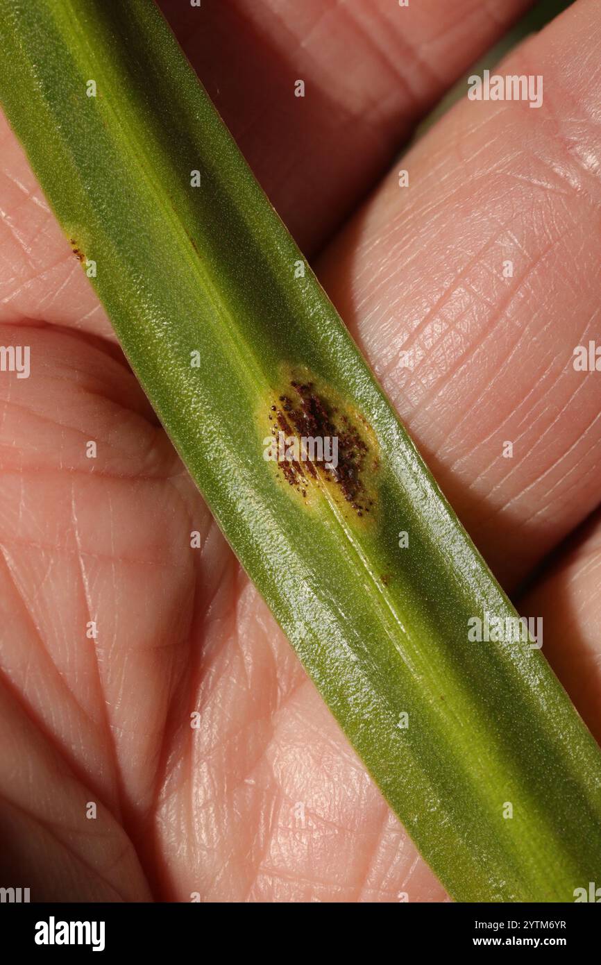 Bluebell rust (Uromyces hyacinthi Stock Photo - Alamy