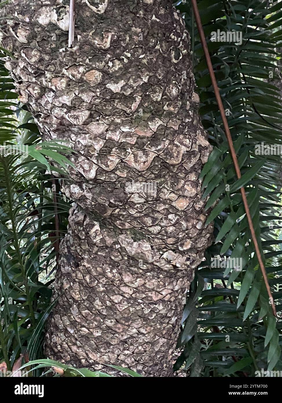 Natal Giant Cycad (Encephalartos natalensis Stock Photo - Alamy