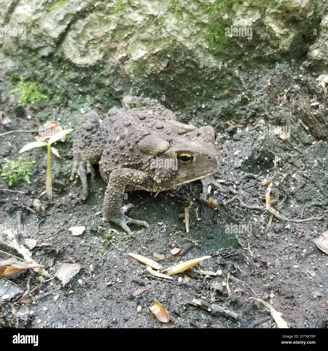 American Toad (Anaxyrus americanus Stock Photo - Alamy