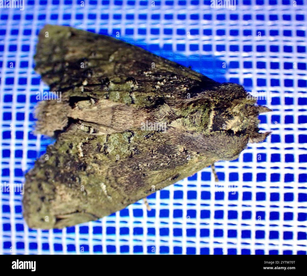Prominent Moths (Notodontidae Stock Photo - Alamy