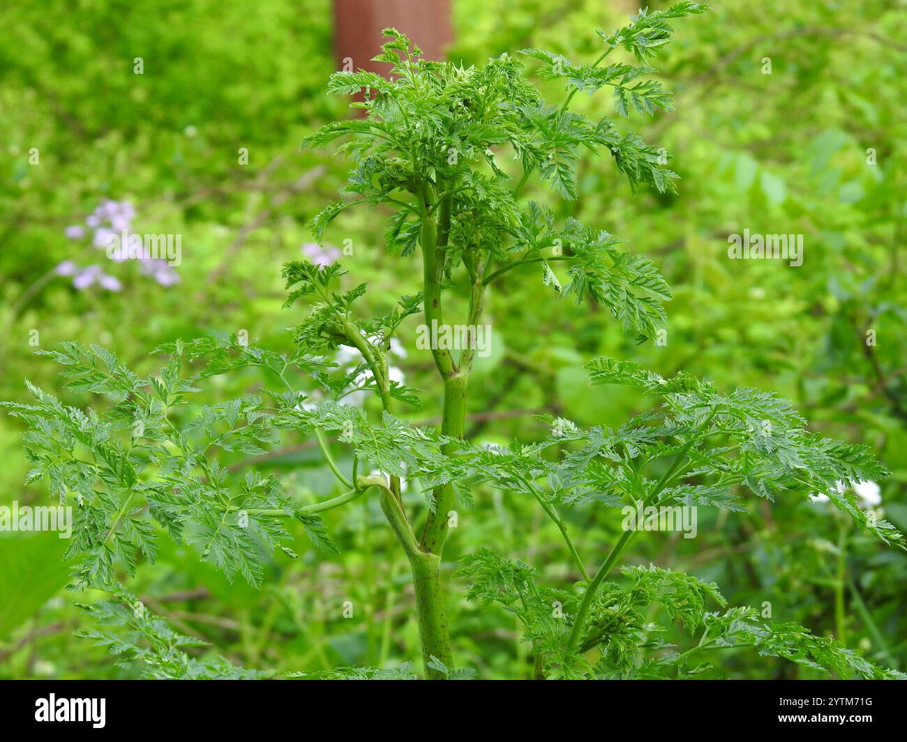 poison hemlock (Conium maculatum Stock Photo - Alamy