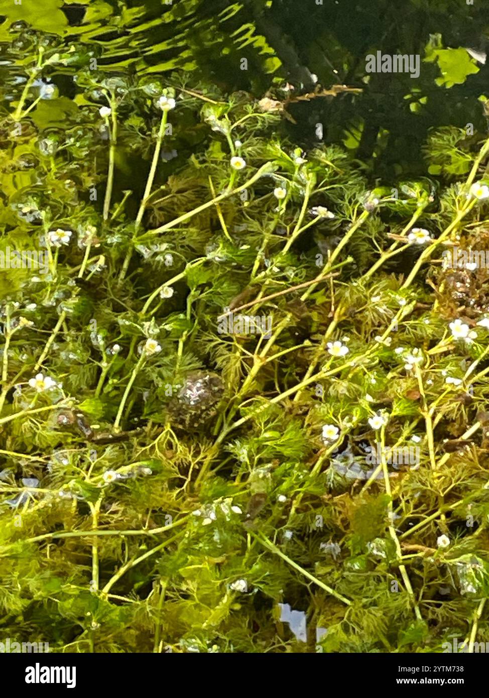 common water-crowfoot (Ranunculus aquatilis Stock Photo - Alamy