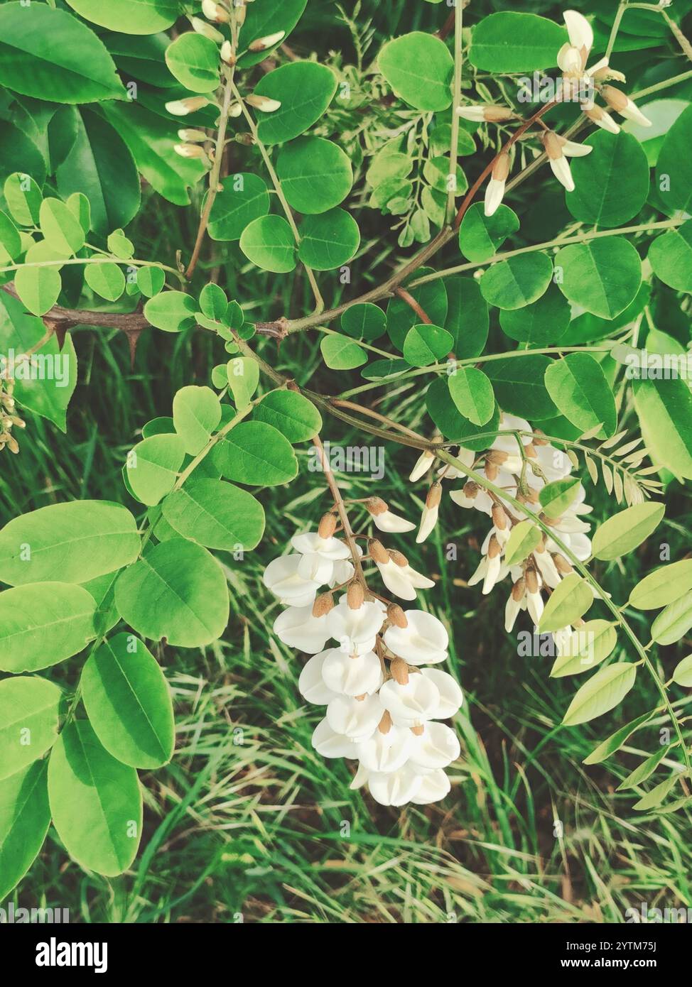 black locust (Robinia pseudoacacia Stock Photo - Alamy