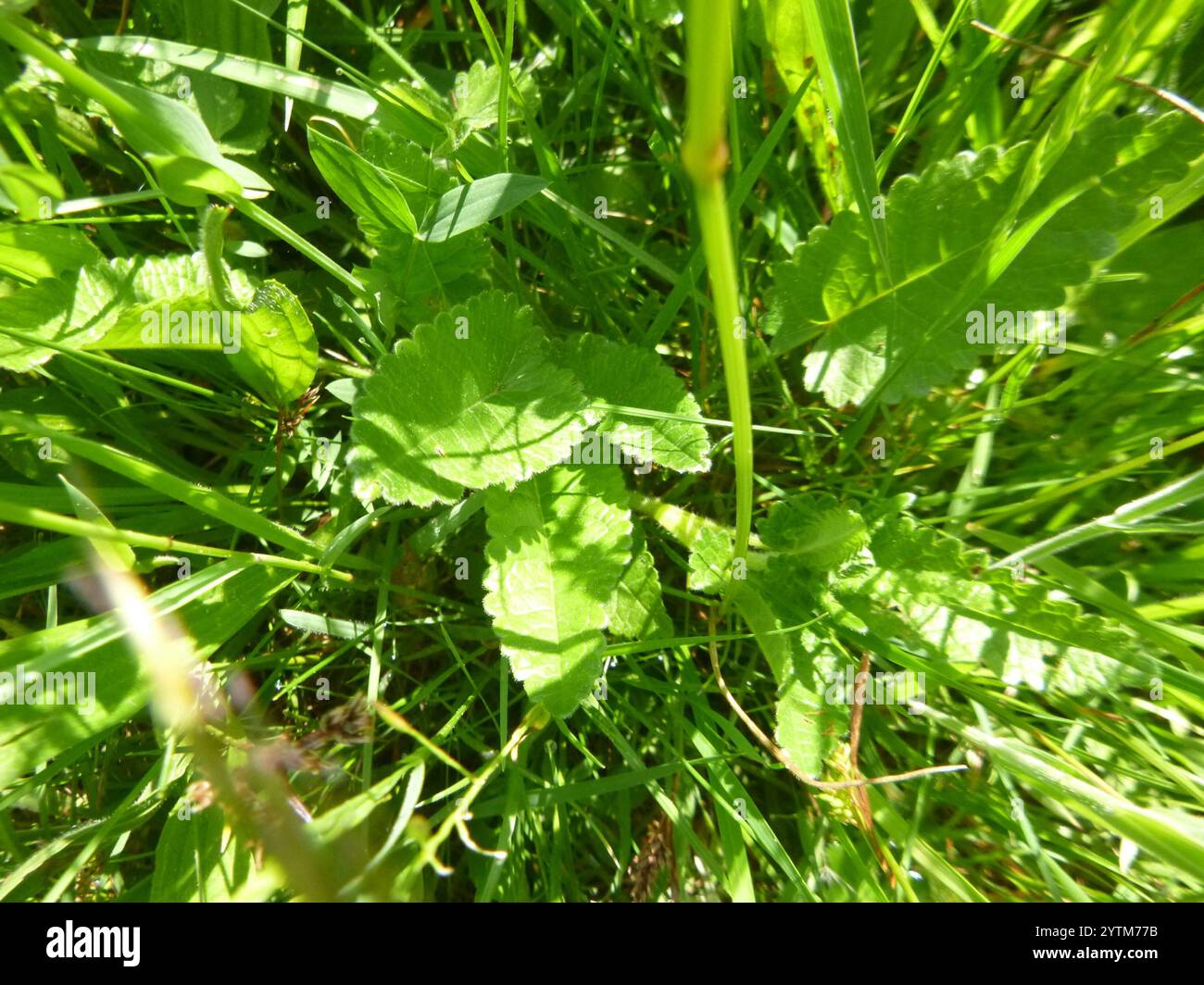 common hedge-nettle (Betonica officinalis Stock Photo - Alamy