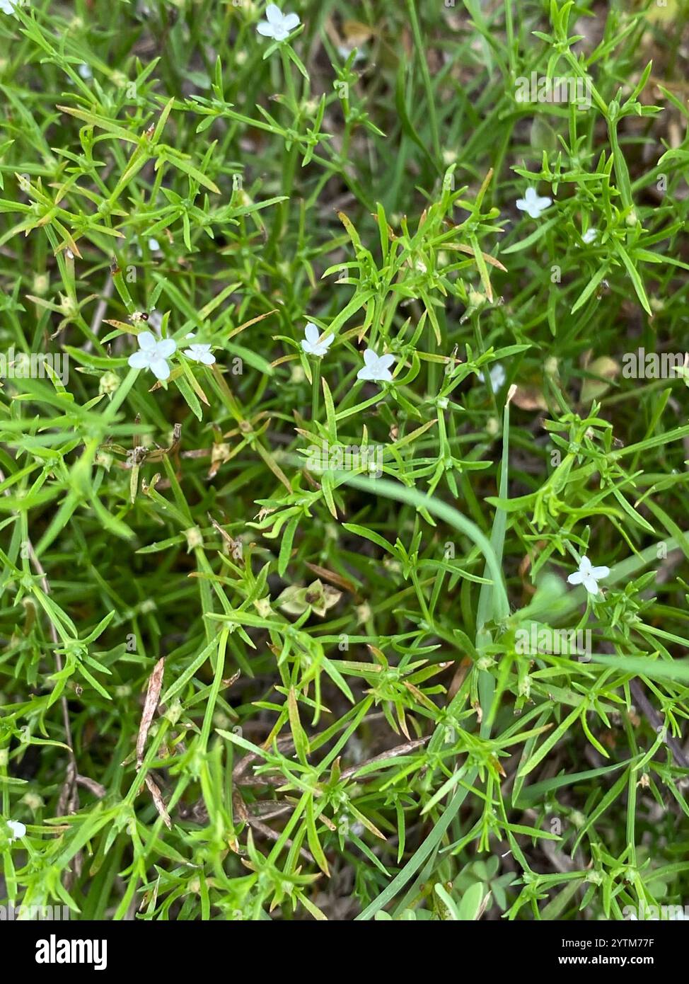 Rust Weed (Polypremum procumbens Stock Photo - Alamy