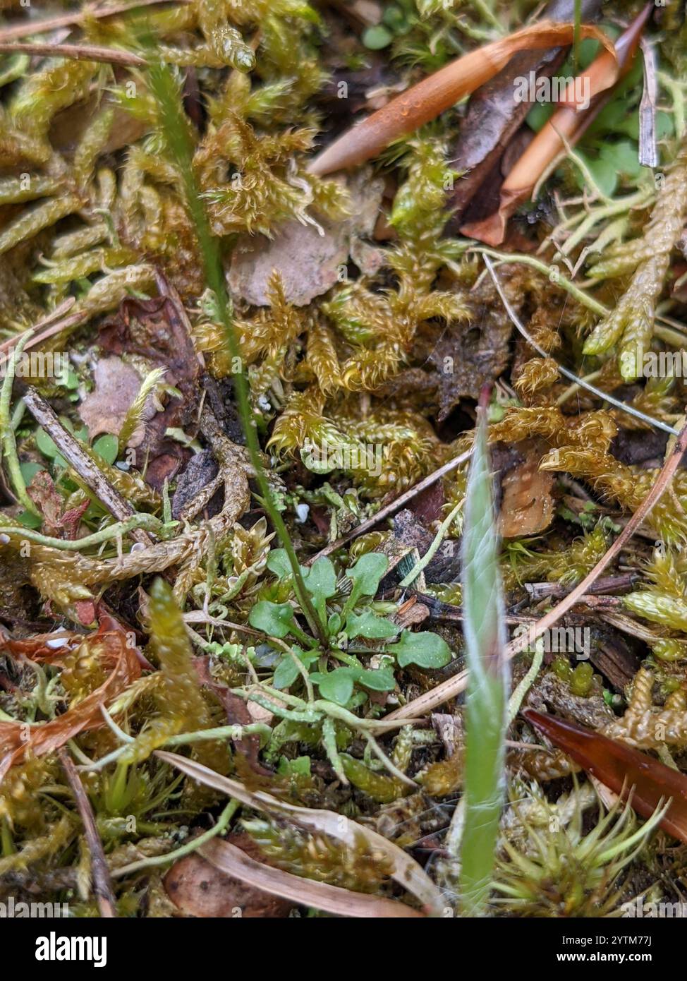 Shepherds cress hi-res stock photography and images - Alamy