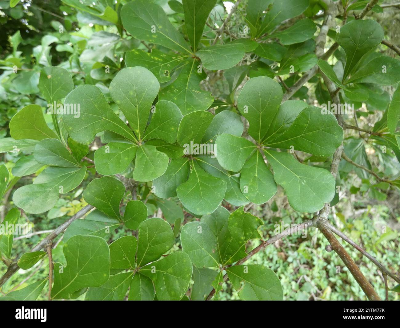 water oak (Quercus nigra Stock Photo - Alamy