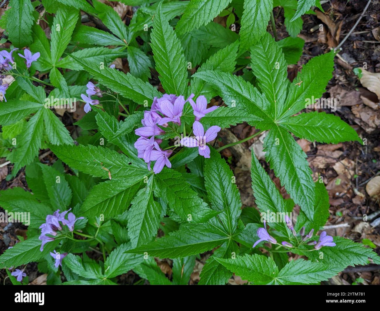 Five-leaflet Bittercress (Cardamine pentaphyllos Stock Photo - Alamy